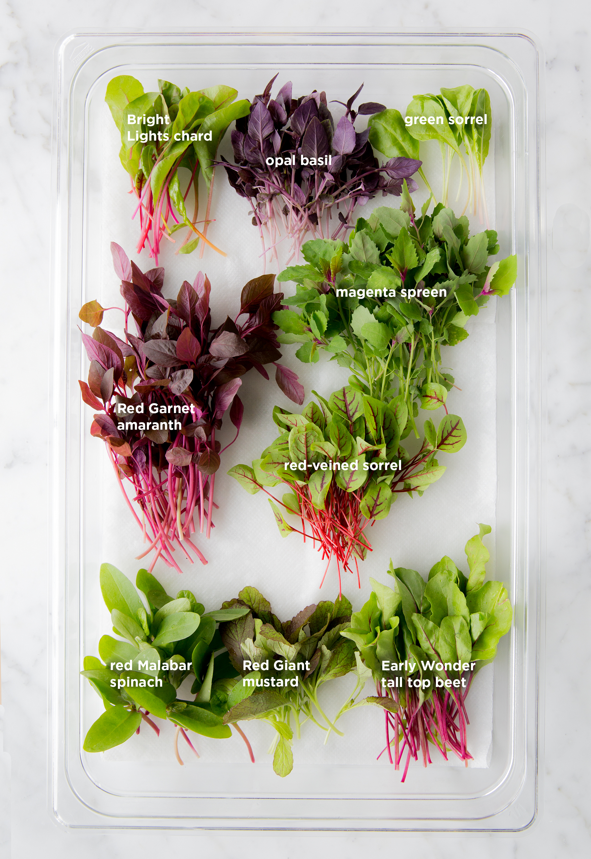 Amaranth Microgreens Recipes | Besto Blog
