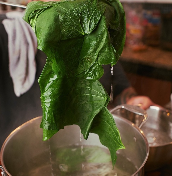 Hoja santa - Ingredient | ChefSteps