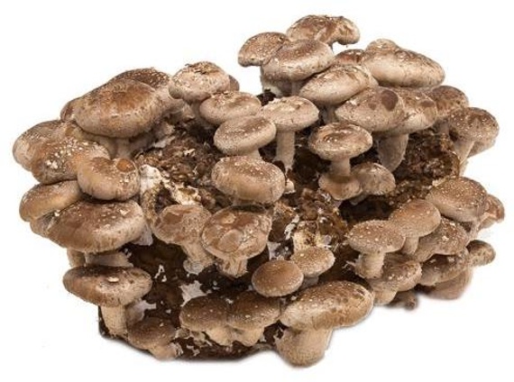 Shiitake mushrooms - Ingredient | ChefSteps