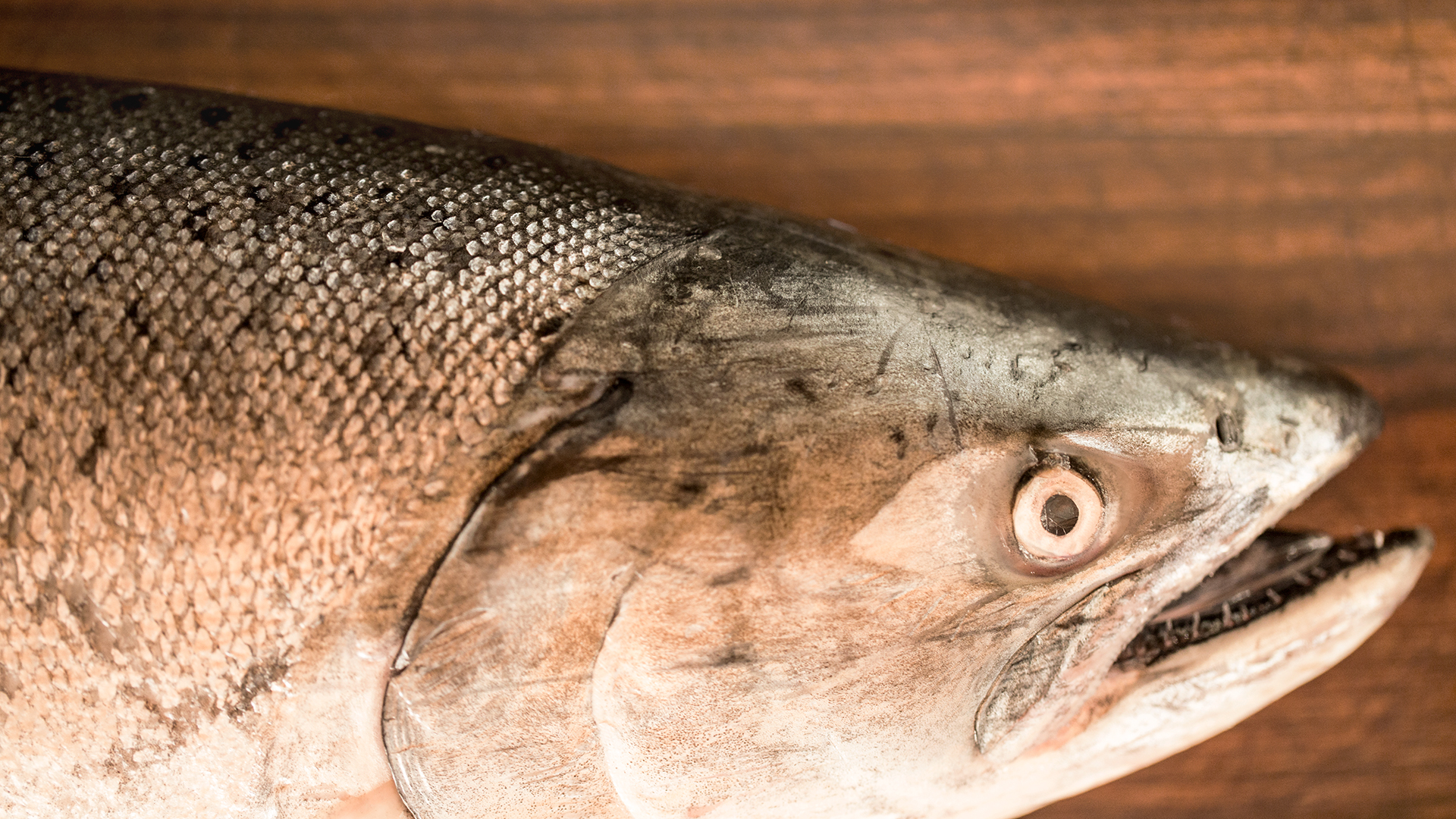 Selecting Fish for Purchase | ChefSteps