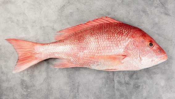 Red snapper - Ingredient | ChefSteps