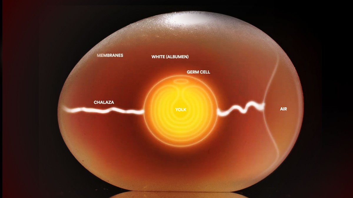 Cracking the Egg: Understanding This Incredible Ingredient | ChefSteps